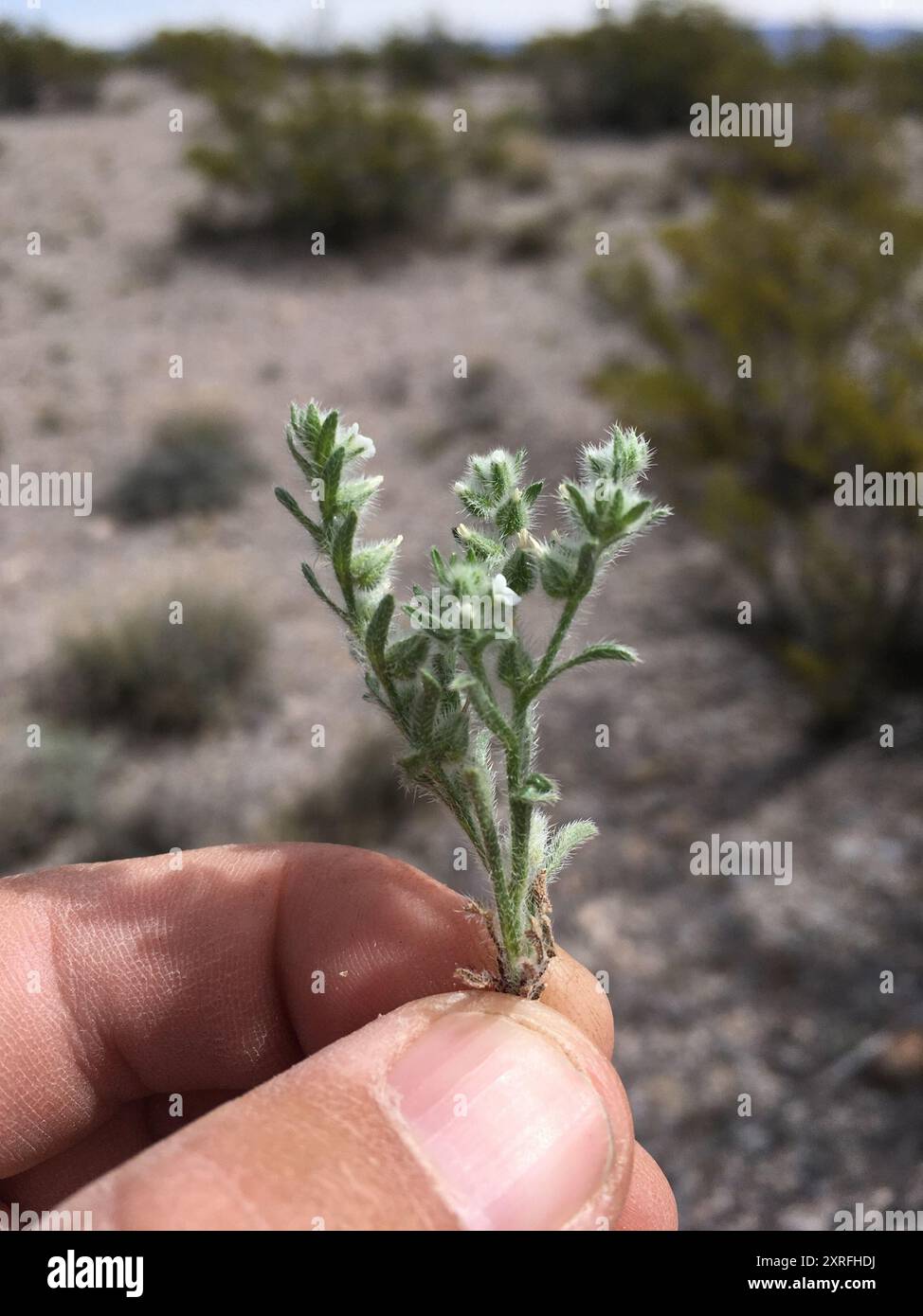 Little Cryptantha (Cryptantha minima) Plantae Stock Photo - Alamy