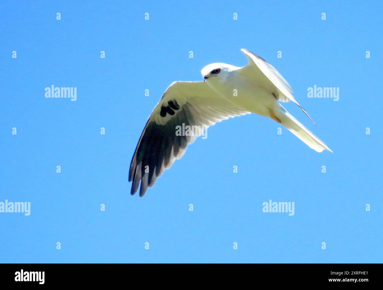 White-tailed Kite (Elanus leucurus) Aves Stock Photo - Alamy