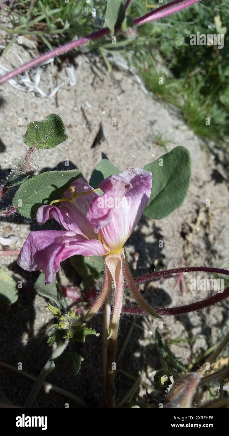 Annual Evening Primrose (Oenothera deltoides deltoides) Plantae Stock ...