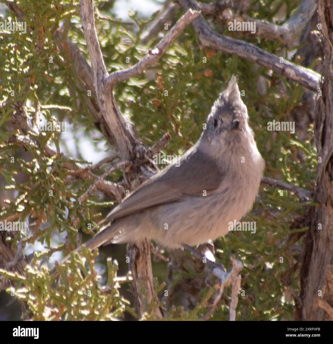 Juniper Titmouse (Baeolophus ridgwayi) Aves Stock Photo - Alamy