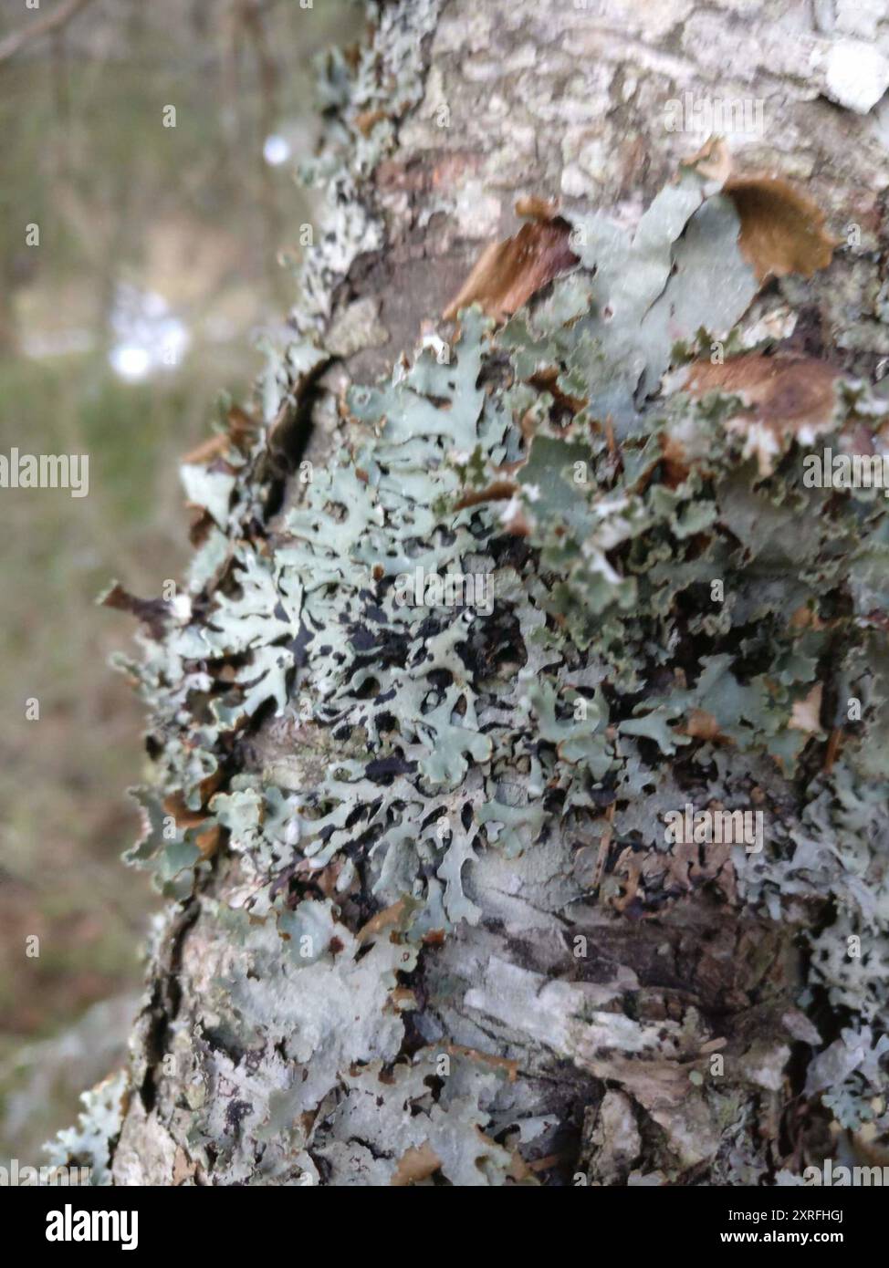 Varied Rag Lichen (Platismatia glauca) Fungi Stock Photo - Alamy