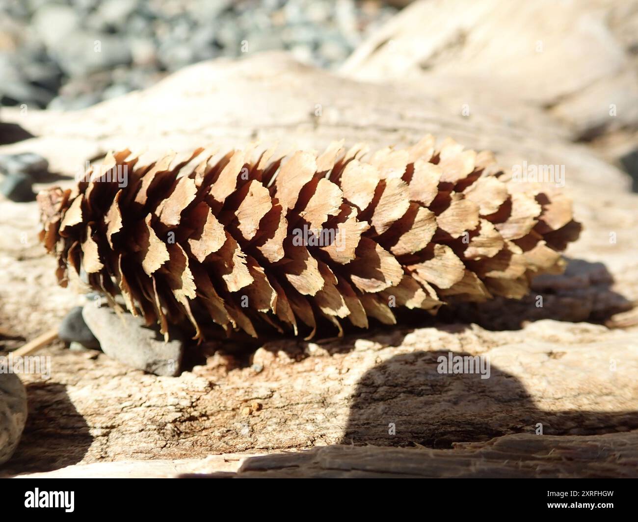 Sitka spruce (Picea sitchensis) Plantae Stock Photo - Alamy