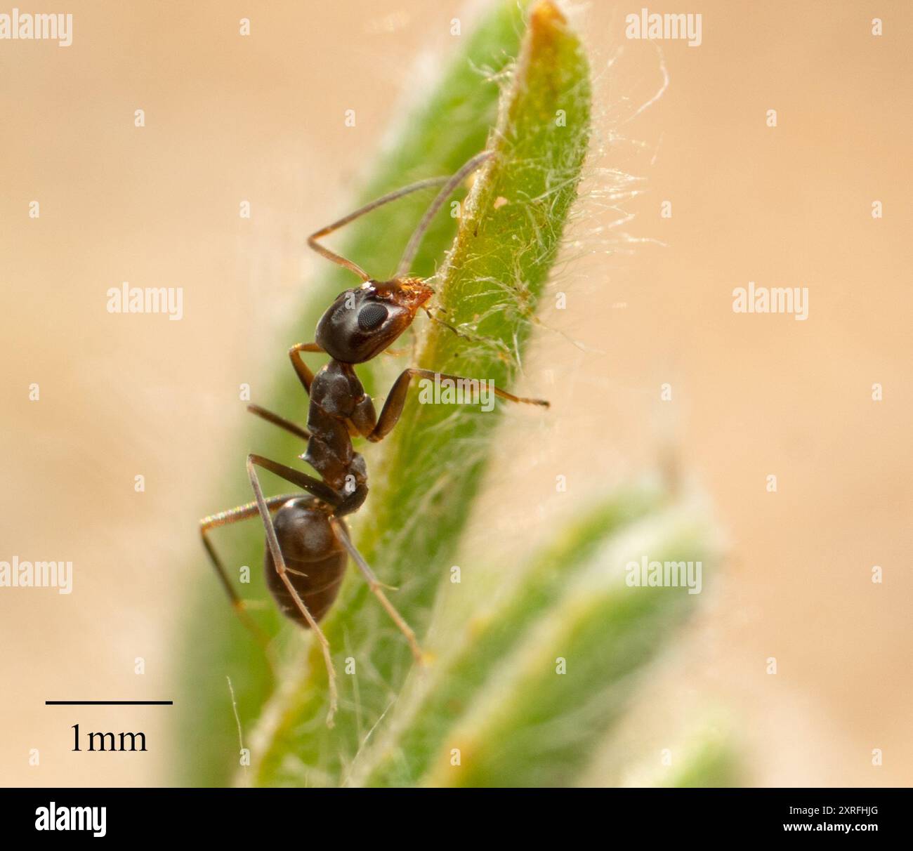 Crazy Pyramid Ant (Dorymyrmex insanus) Insecta Stock Photo - Alamy