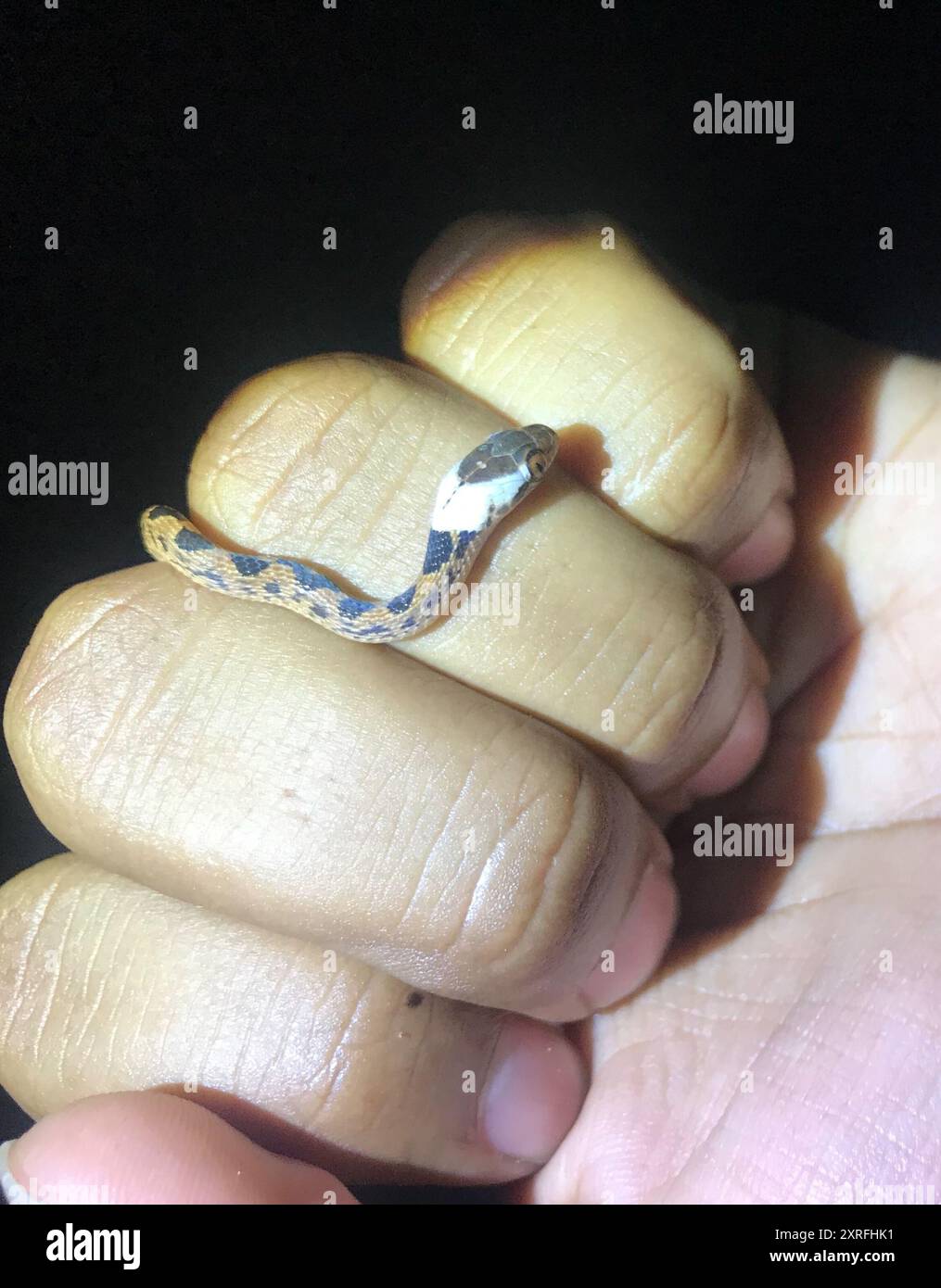 Leptodeira ornata hi-res stock photography and images - Alamy