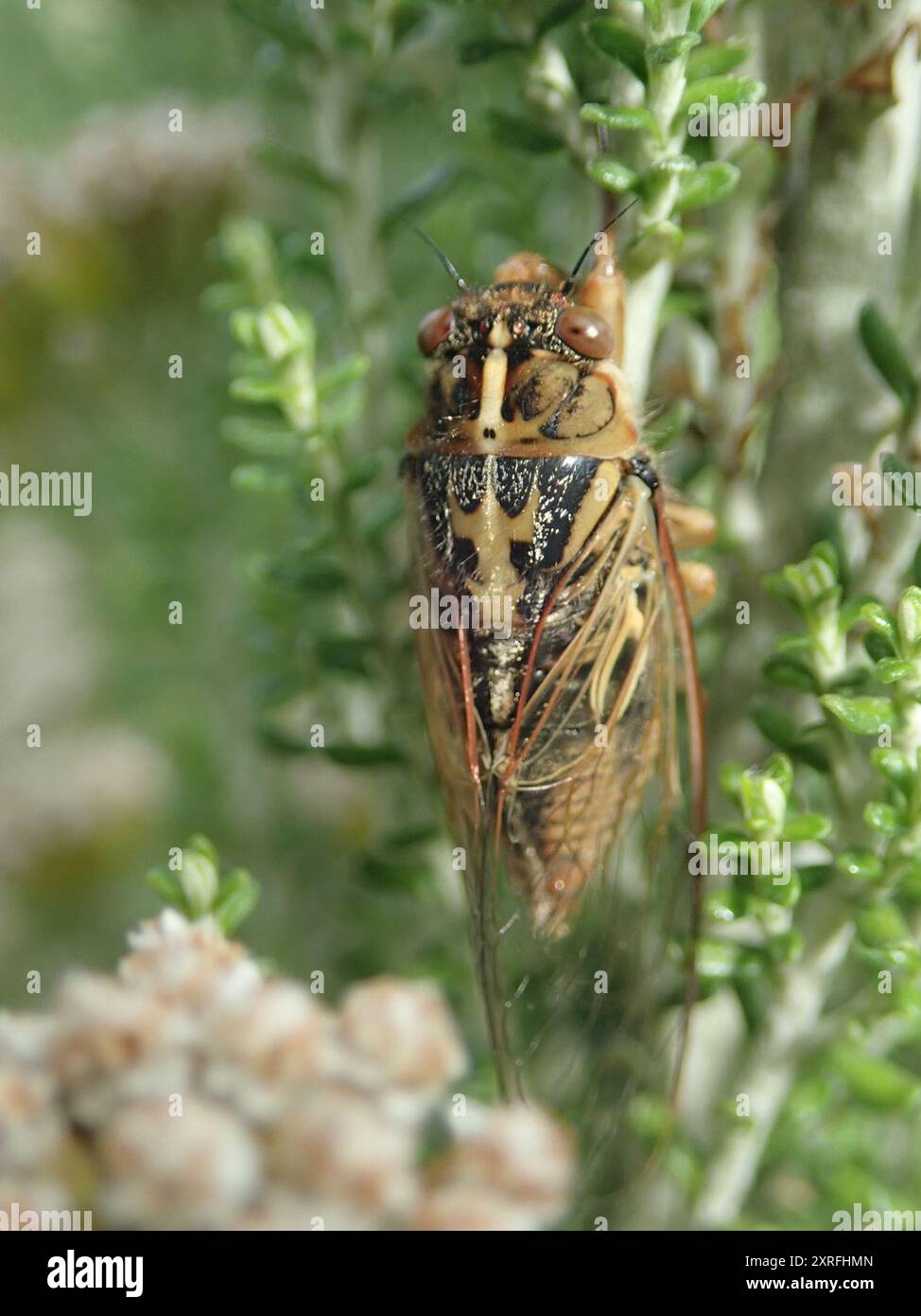 Typical Cicadas (Cicadidae) Insecta Stock Photo - Alamy