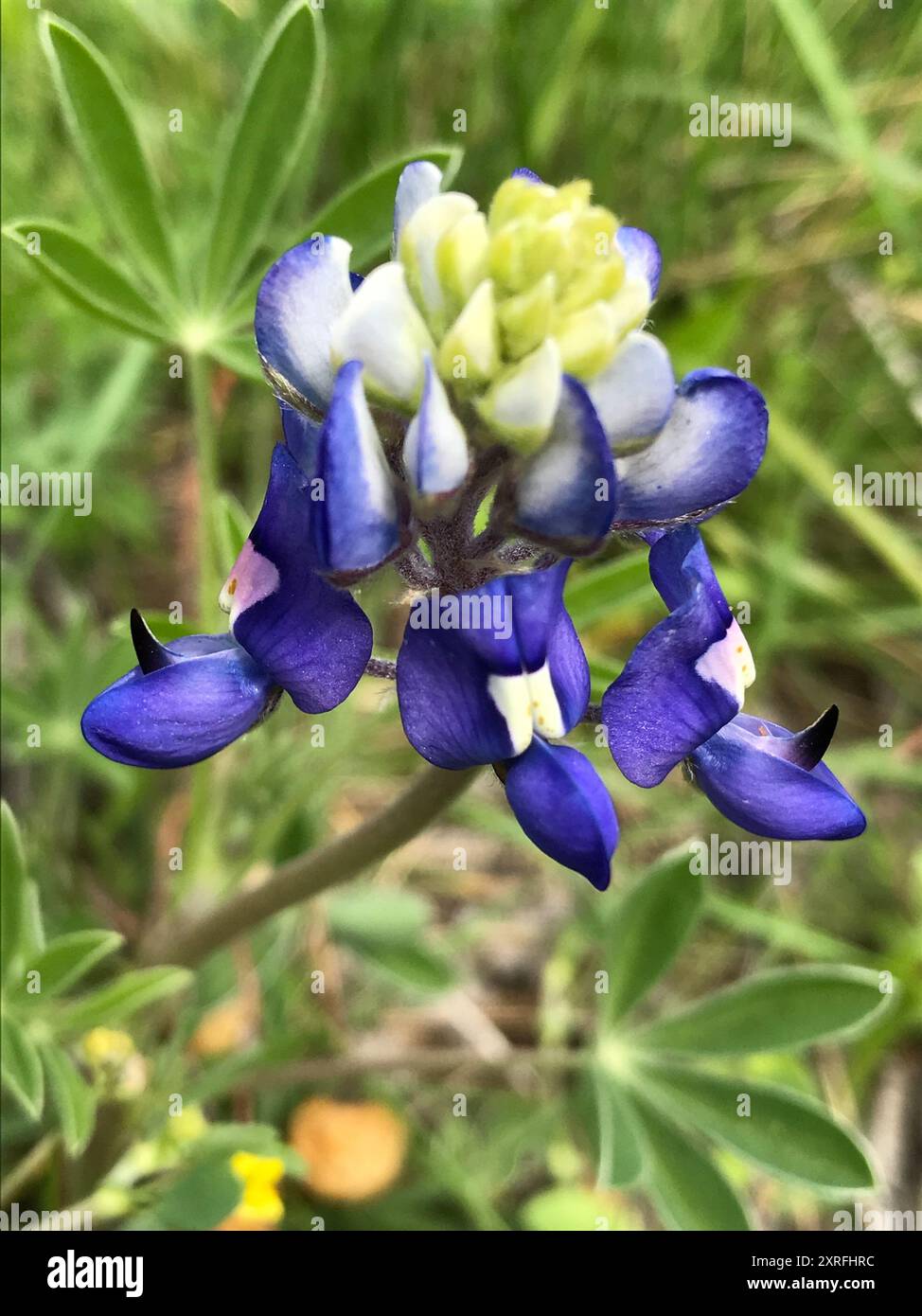 Texas bluebonnet (Lupinus texensis) Plantae Stock Photo - Alamy