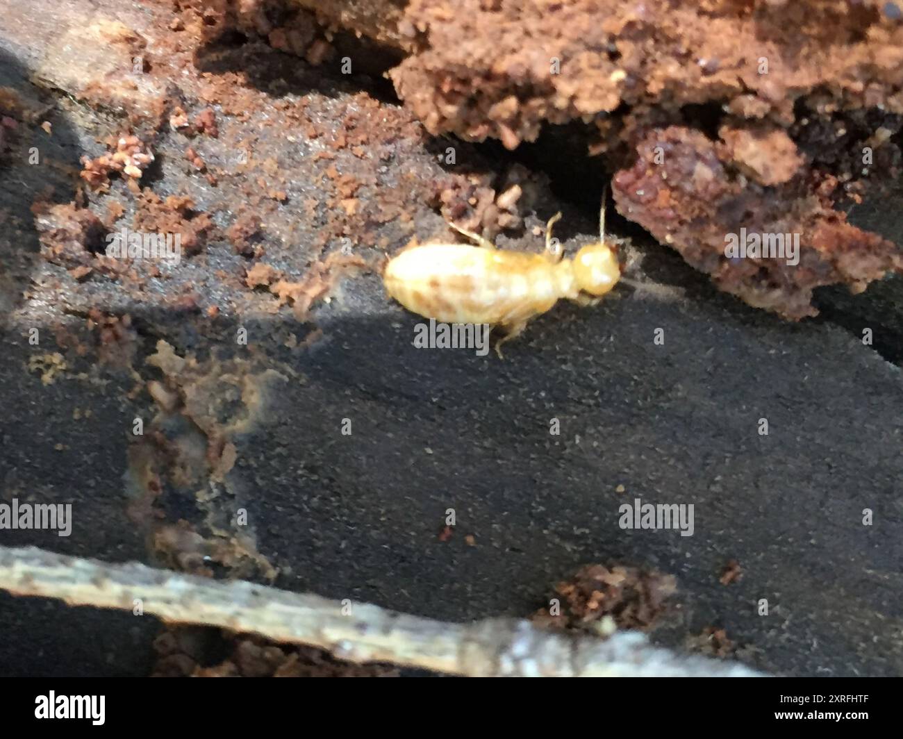 Pacific Dampwood Termite (Zootermopsis angusticollis) Insecta Stock ...