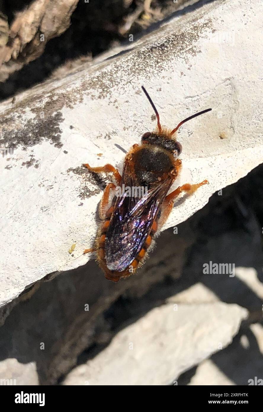 Spotted Red-Resin bee (Rhodanthidium sticticum) Insecta Stock Photo - Alamy