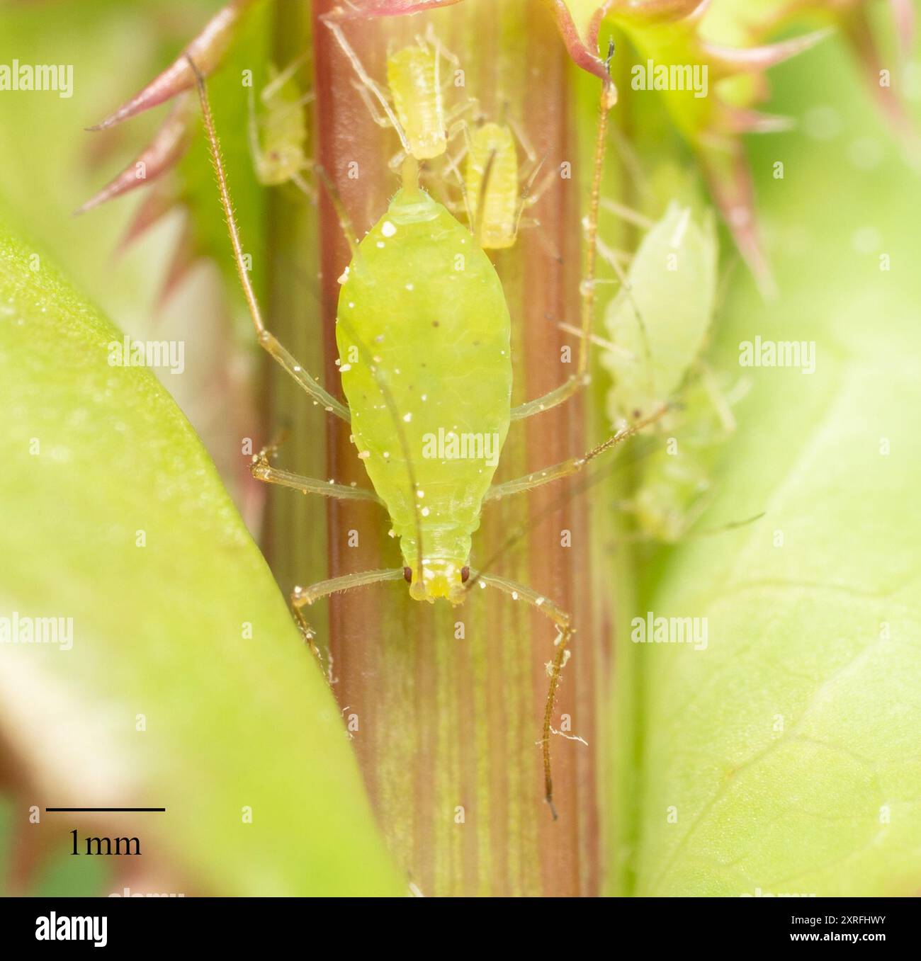 Potato Aphid (Macrosiphum euphorbiae) Insecta Stock Photo - Alamy