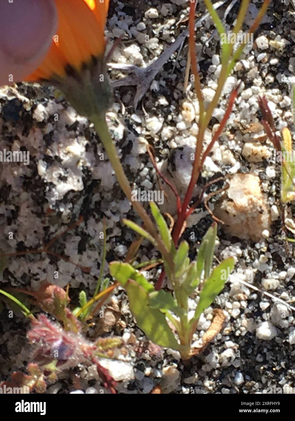Cape marigold (Dimorphotheca sinuata) Plantae Stock Photo - Alamy