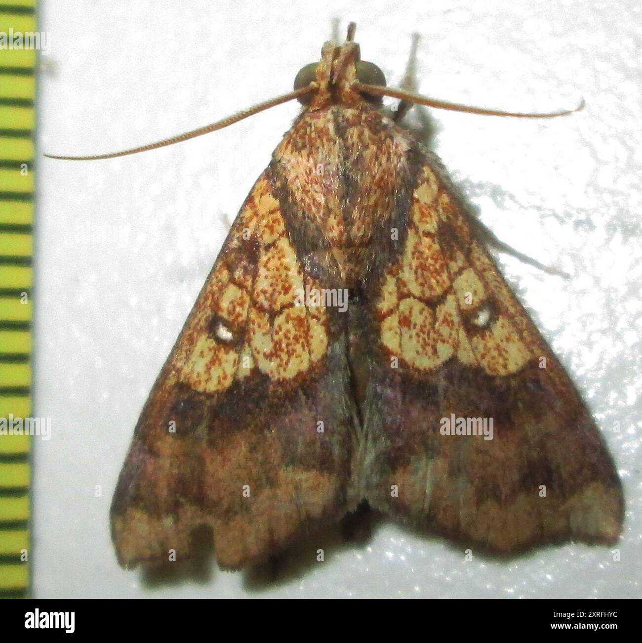 Tropical Anomis (Anomis flava) Insecta Stock Photo - Alamy