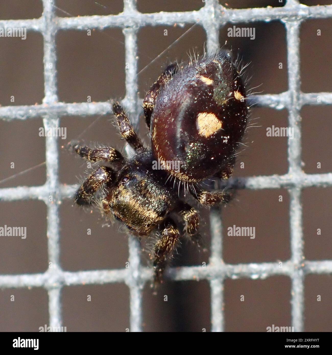 Bold Jumping Spider (Phidippus audax) Arachnida Stock Photo - Alamy