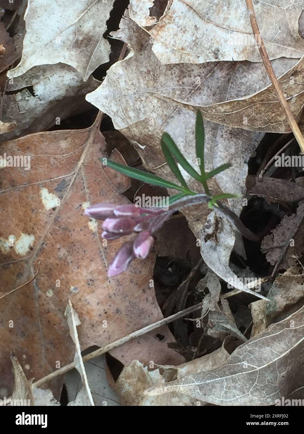 Slender toothwort (Cardamine angustata) Plantae Stock Photo - Alamy