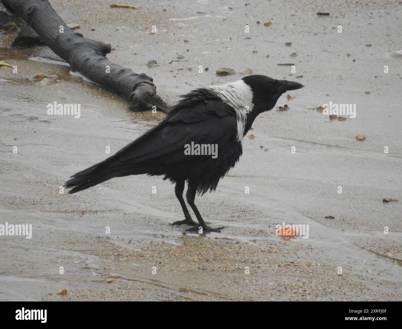 Collared Crow (Corvus pectoralis) Aves Stock Photo - Alamy