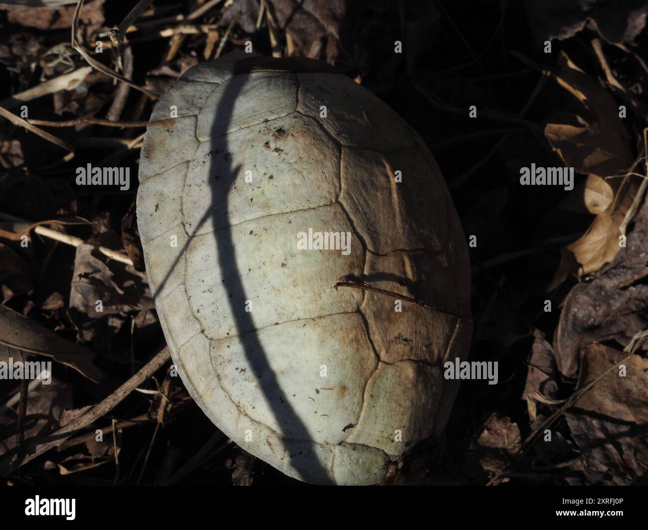 Eastern Box Turtle (Terrapene carolina carolina) Reptilia Stock Photo ...