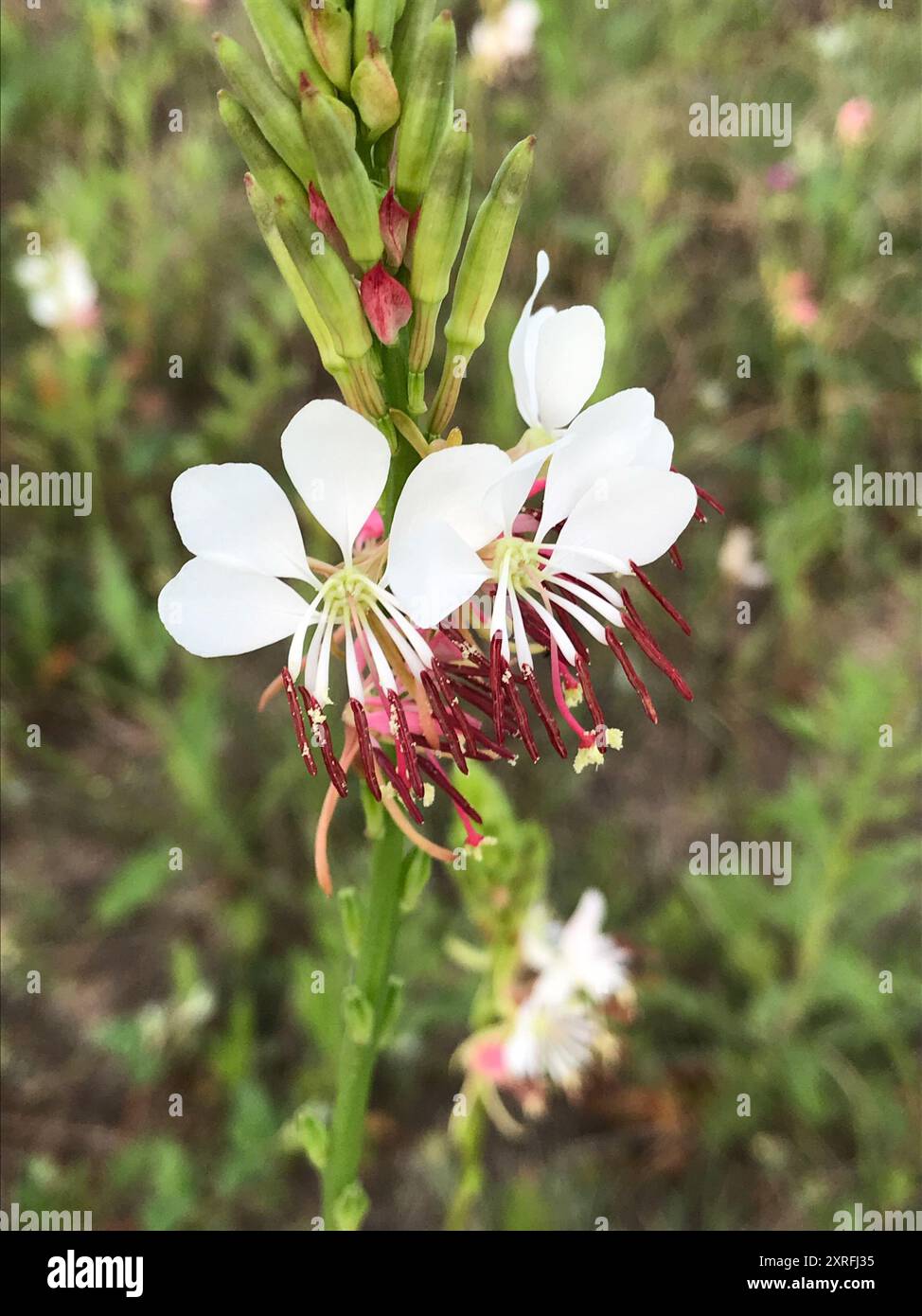 roadside gaura (Oenothera suffulta) Plantae Stock Photo - Alamy