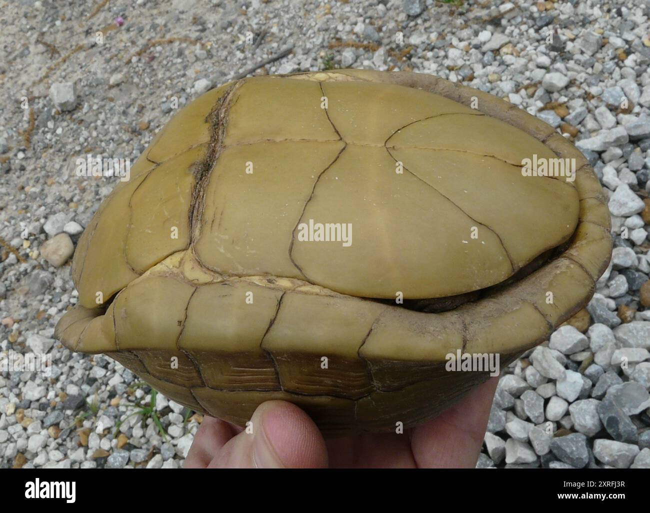 Three-toed Box Turtle (Terrapene triunguis) Reptilia Stock Photo - Alamy