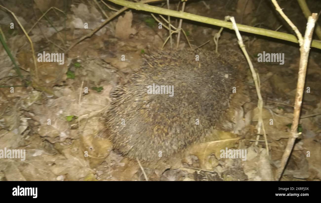 Common Hedgehog (Erinaceus europaeus) Mammalia Stock Photo - Alamy