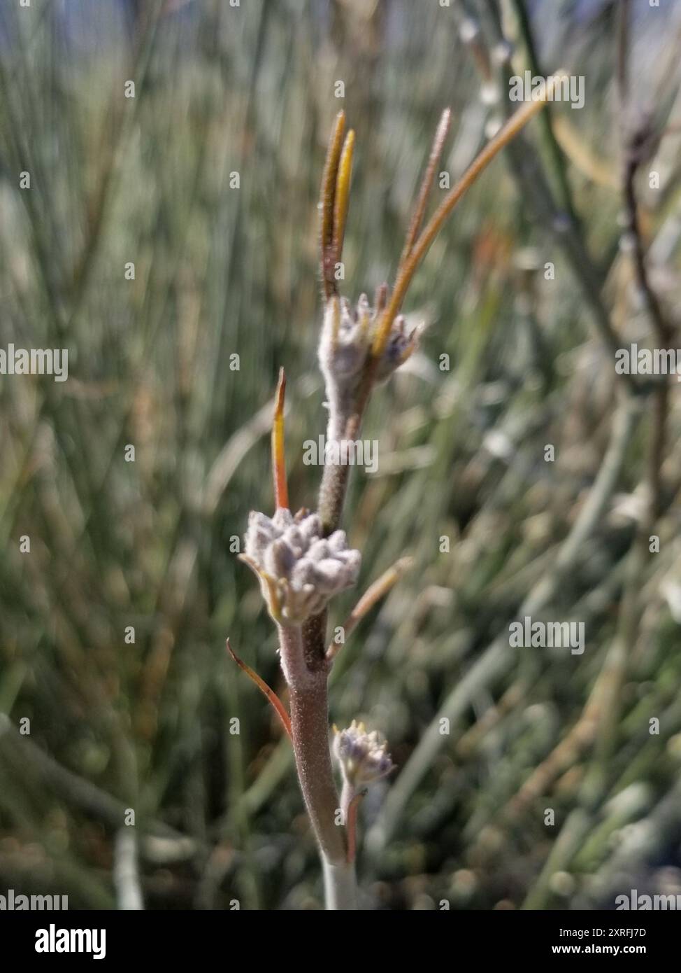 rush milkweed (Asclepias subulata) Plantae Stock Photo - Alamy