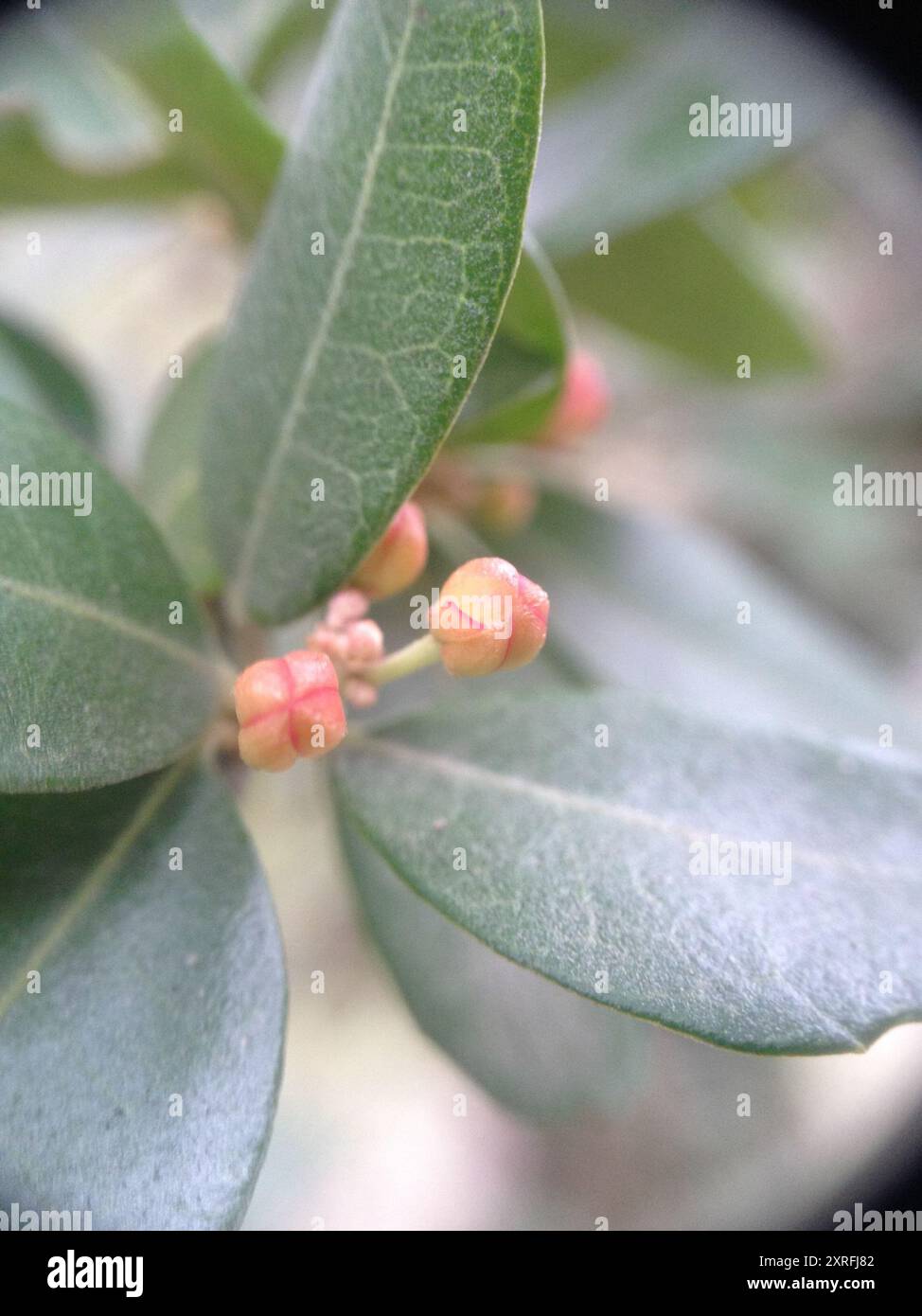 (Castela coccinea) Plantae Stock Photo - Alamy