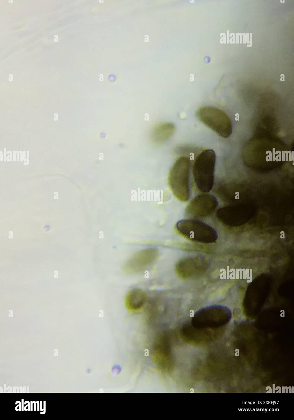 (Hypoxylon howeanum) Fungi Stock Photo - Alamy