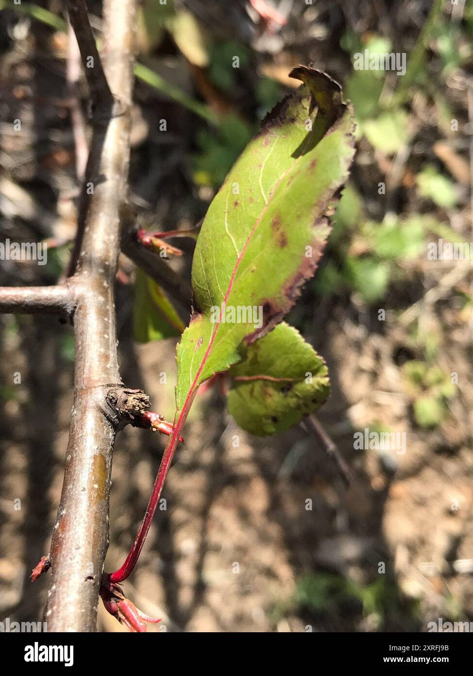 Callery pear (Pyrus calleryana) Plantae Stock Photo - Alamy