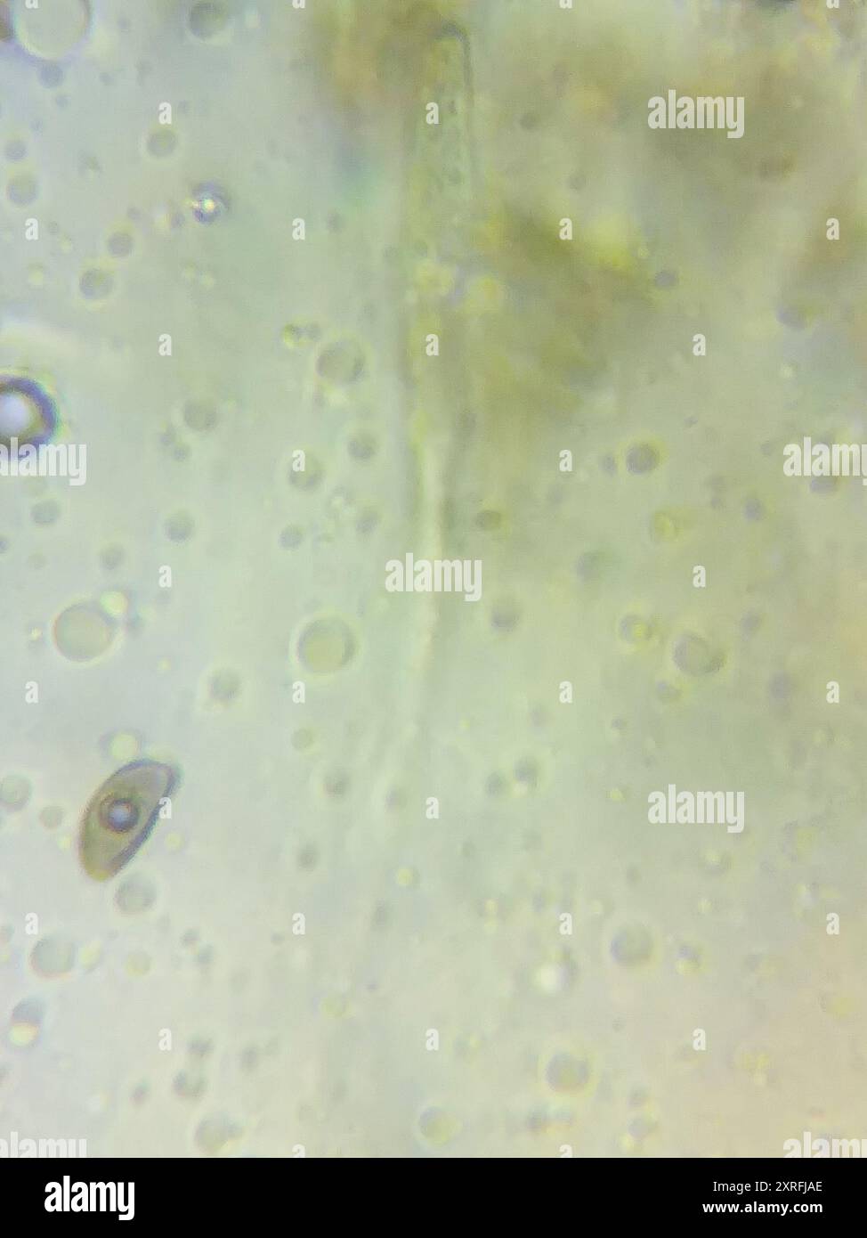 (Hypoxylon howeanum) Fungi Stock Photo - Alamy