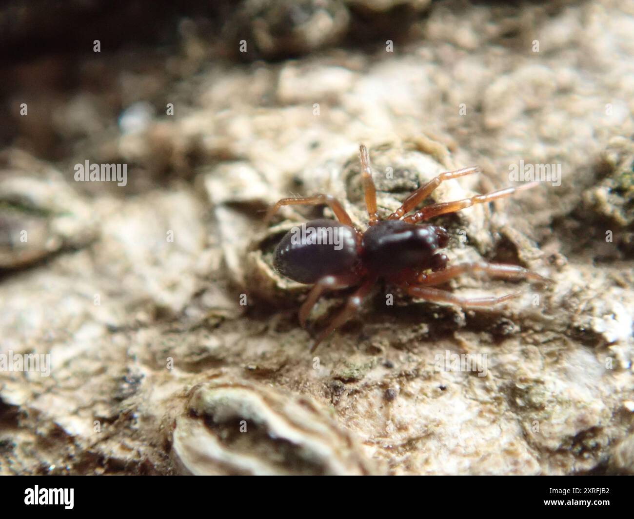 Dwarf Spiders (Erigoninae) Arachnida Stock Photo - Alamy