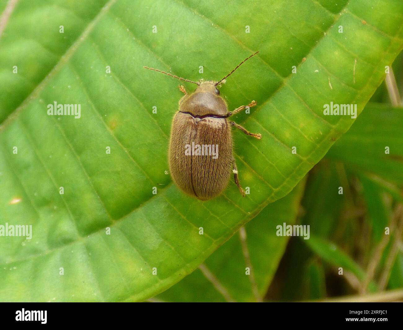 Water, Rove, Scarab, Long-horned, Leaf, and Snout Beetles (Polyphaga ...