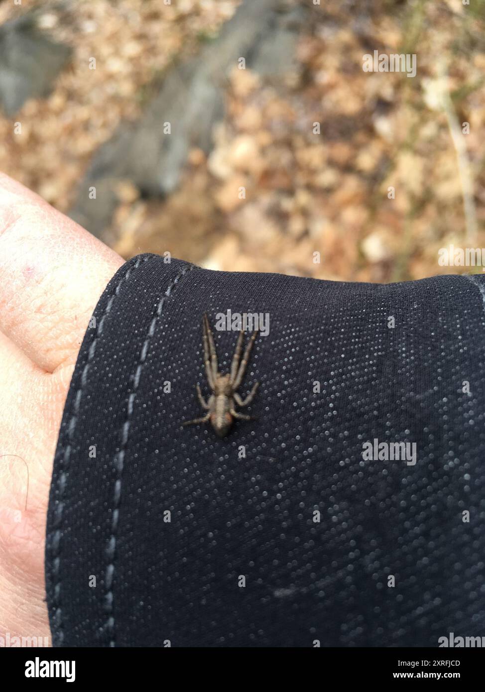 Octopus Spiders (Tmarus) Arachnida Stock Photo - Alamy