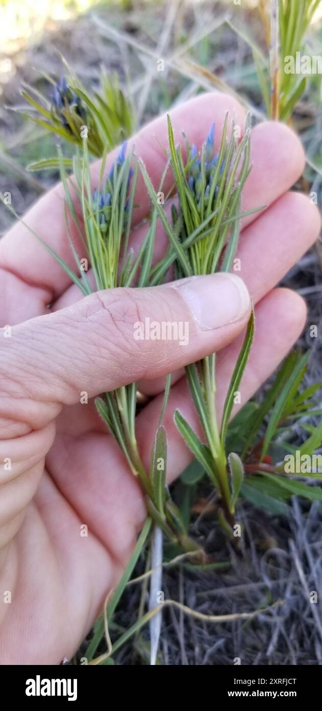 Fringed Bluestar (Amsonia ciliata) Plantae Stock Photo - Alamy