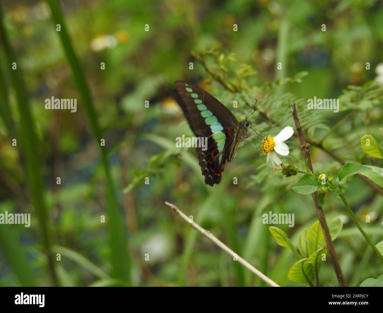 Common Bluebottle (Graphium sarpedon) Insecta Stock Photo - Alamy