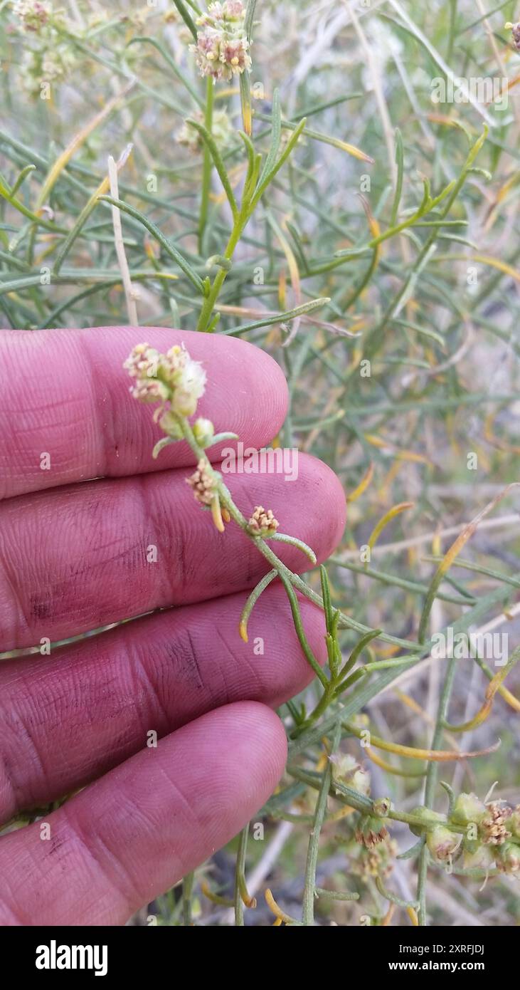 Cheesebush (Ambrosia salsola) Plantae Stock Photo - Alamy