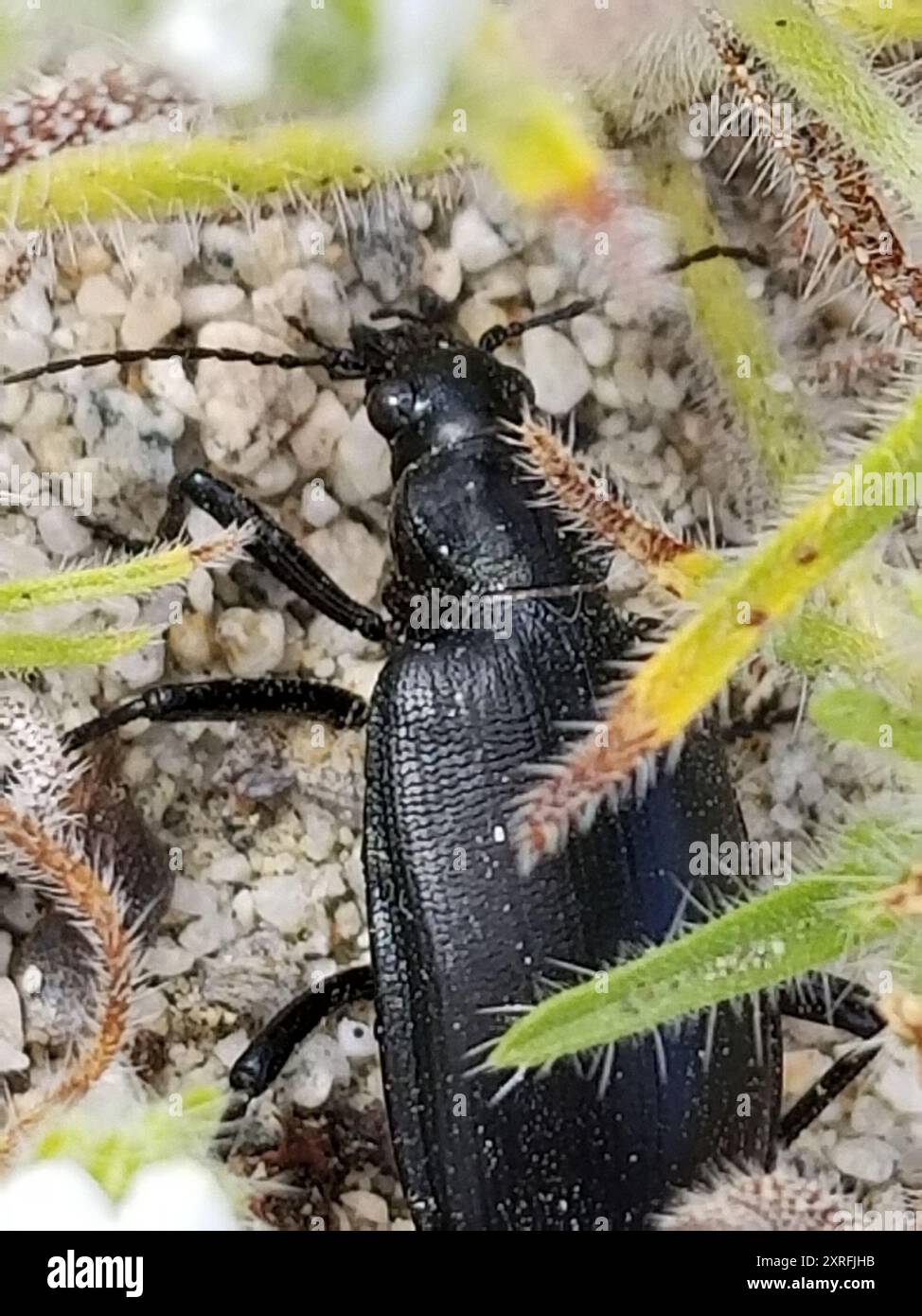 Caterpillar-hunter Beetles (Calosoma) Insecta Stock Photo - Alamy