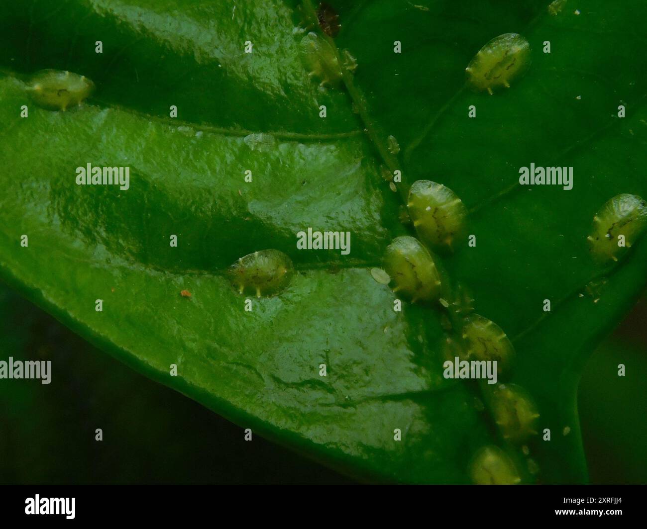 Coccus viridis hi-res stock photography and images - Alamy