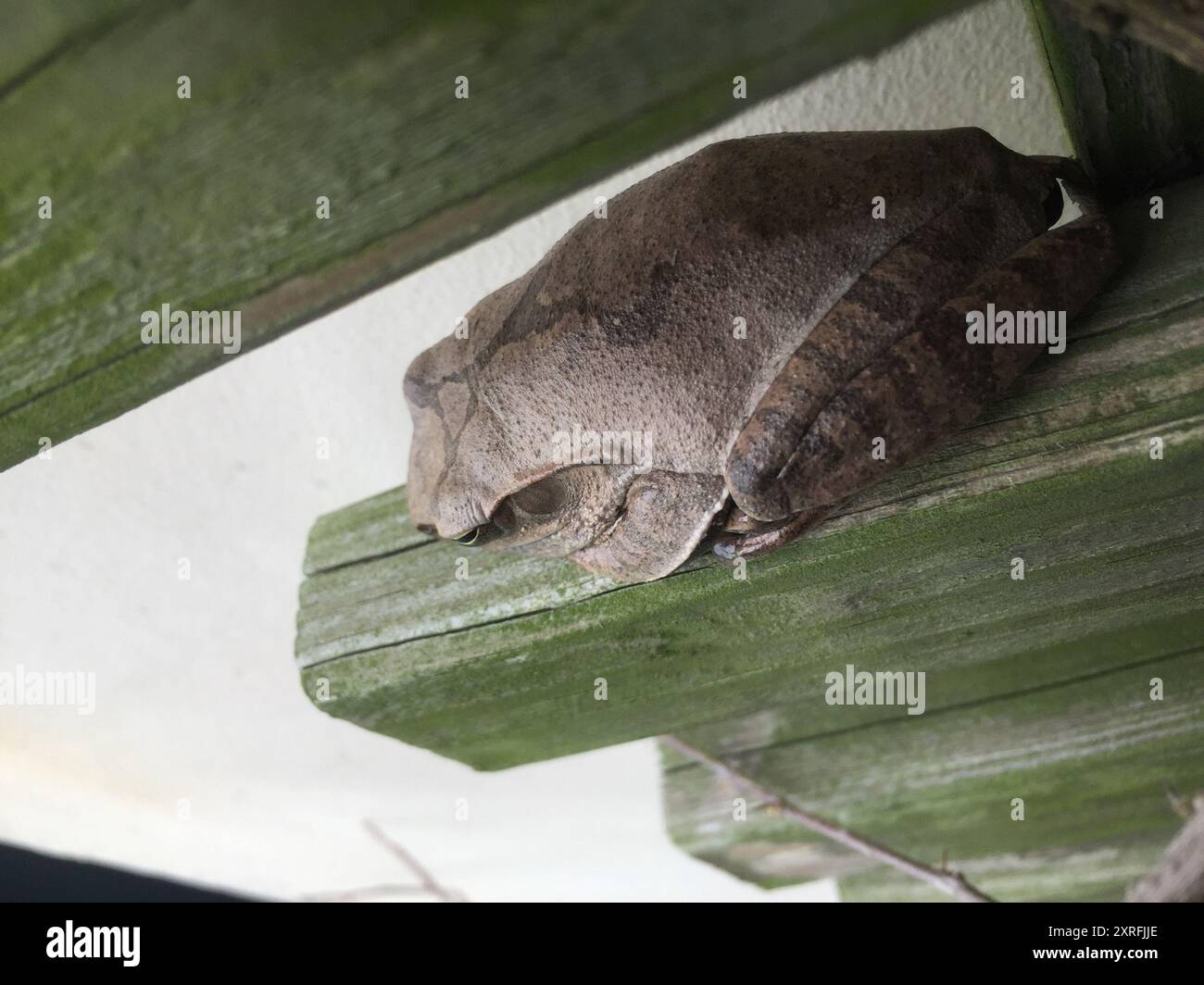 Spot-legged Tree Frog (Polypedates megacephalus) Amphibia Stock Photo ...