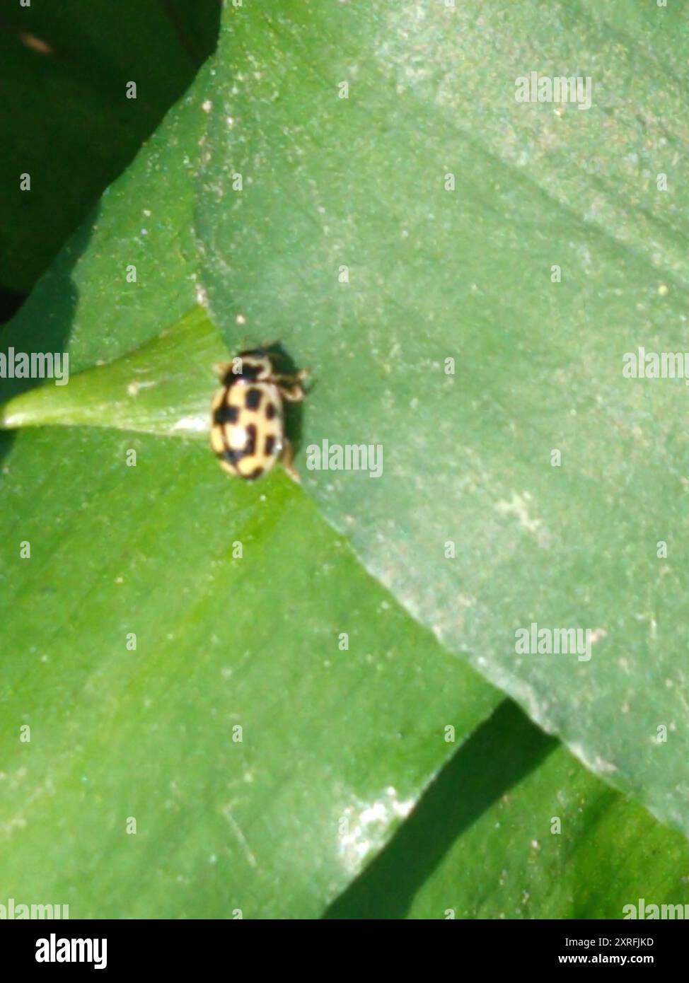 Fourteen-spotted Lady Beetle (Propylea quatuordecimpunctata) Insecta ...