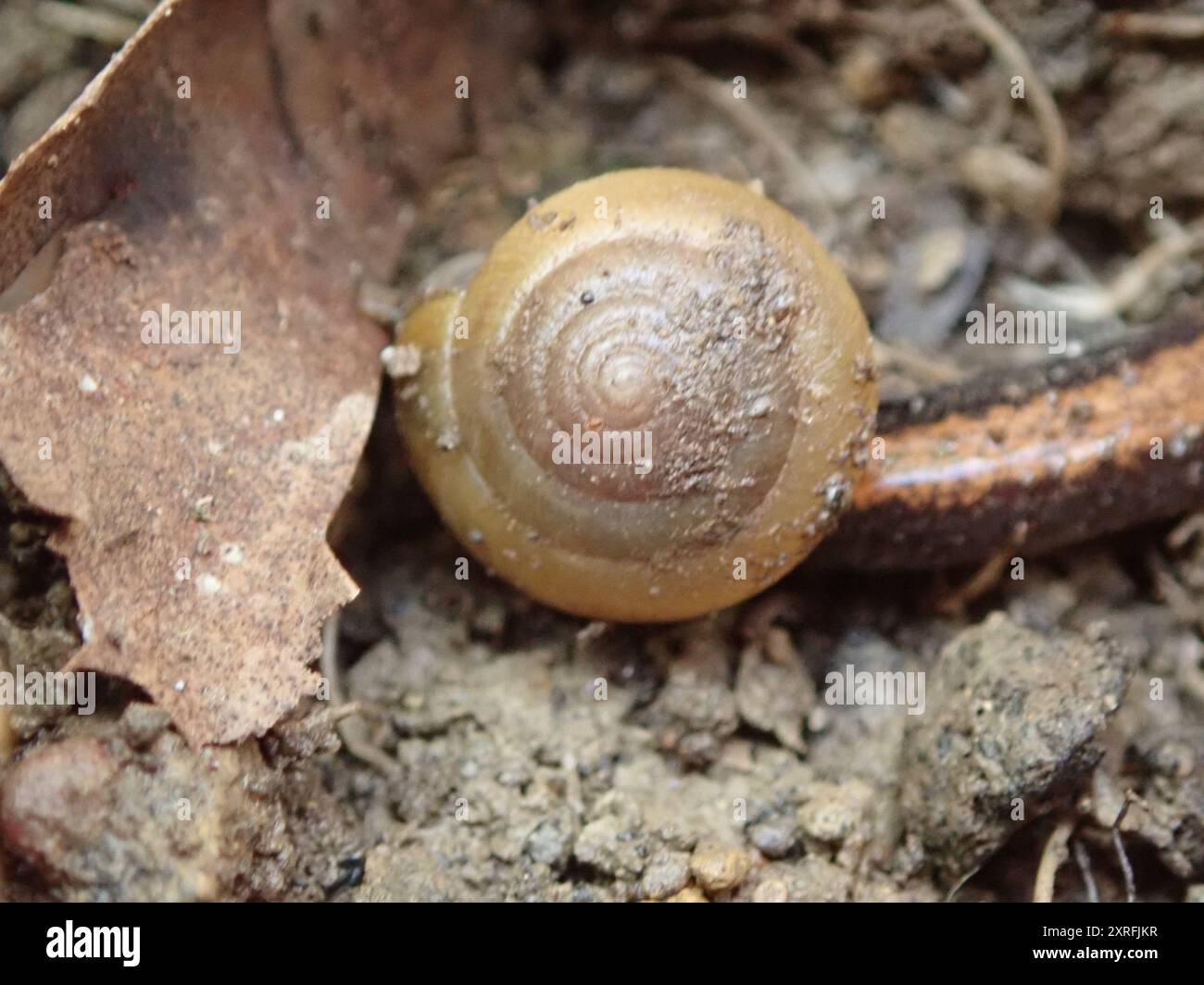 Dome Snails (Ventridens) Mollusca Stock Photo - Alamy