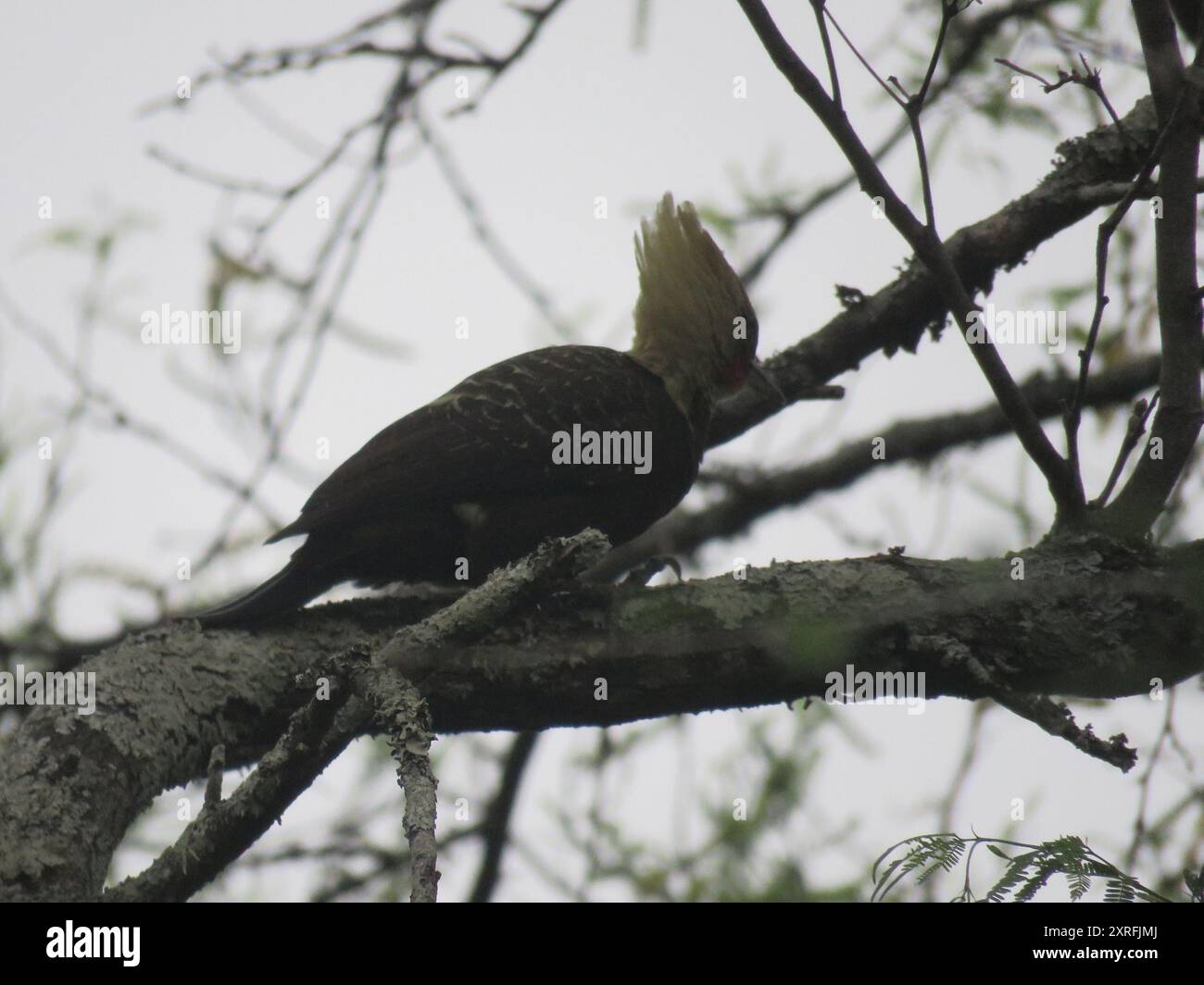 Pale-crested Woodpecker (Celeus lugubris) Aves Stock Photo - Alamy