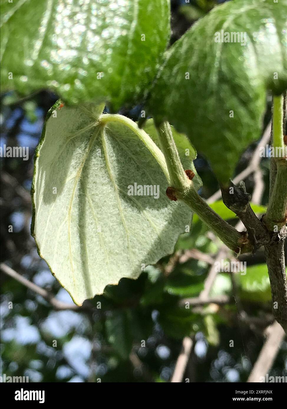 mustang grape (Vitis mustangensis) Plantae Stock Photo - Alamy