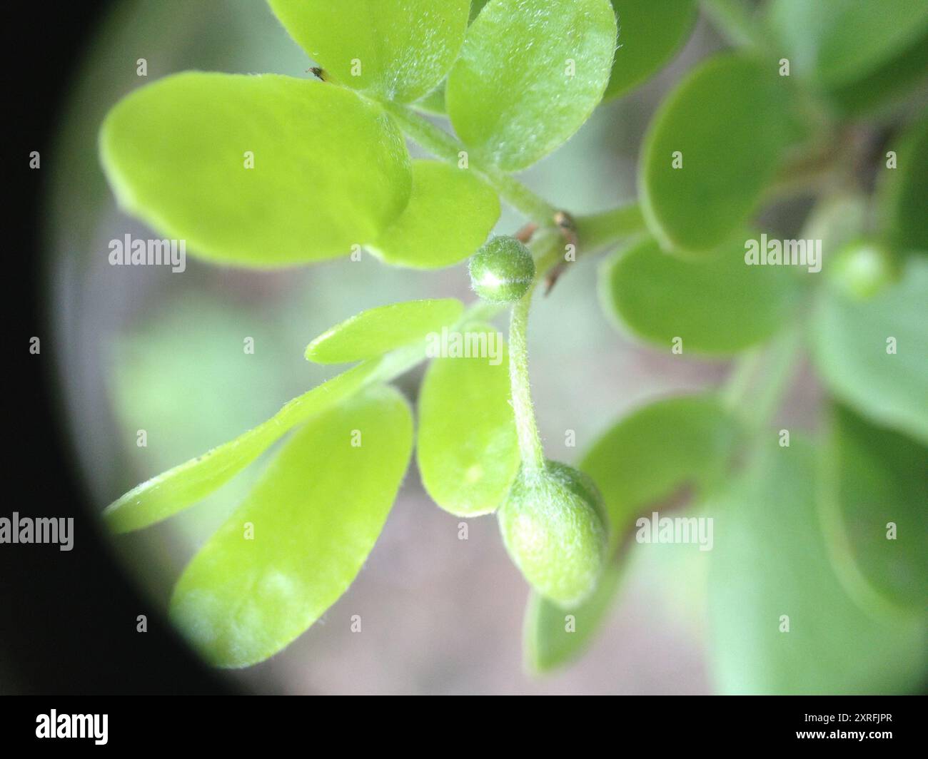 (Bulnesia foliosa) Plantae Stock Photo - Alamy