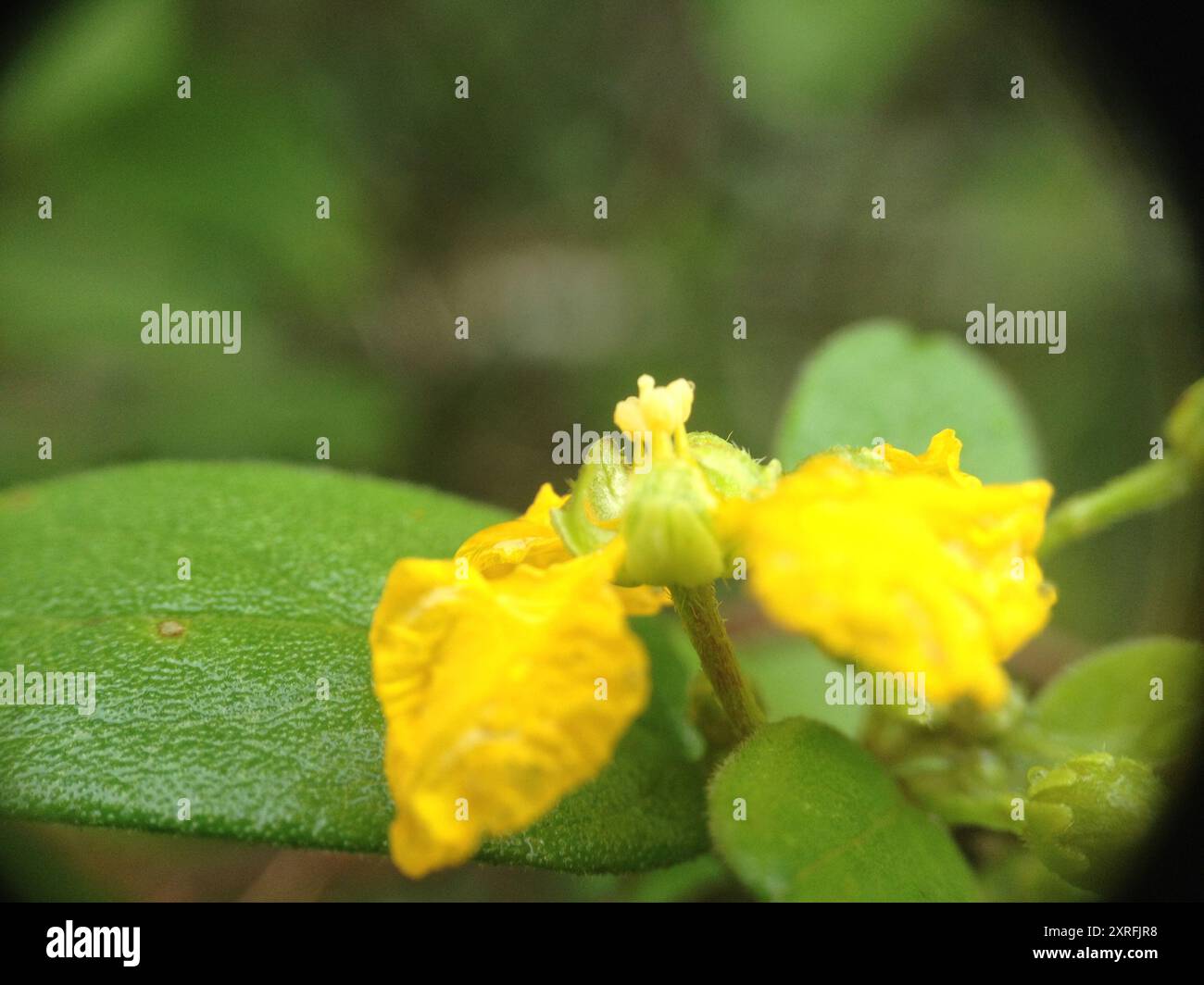 (Janusia guaranitica) Plantae Stock Photo - Alamy