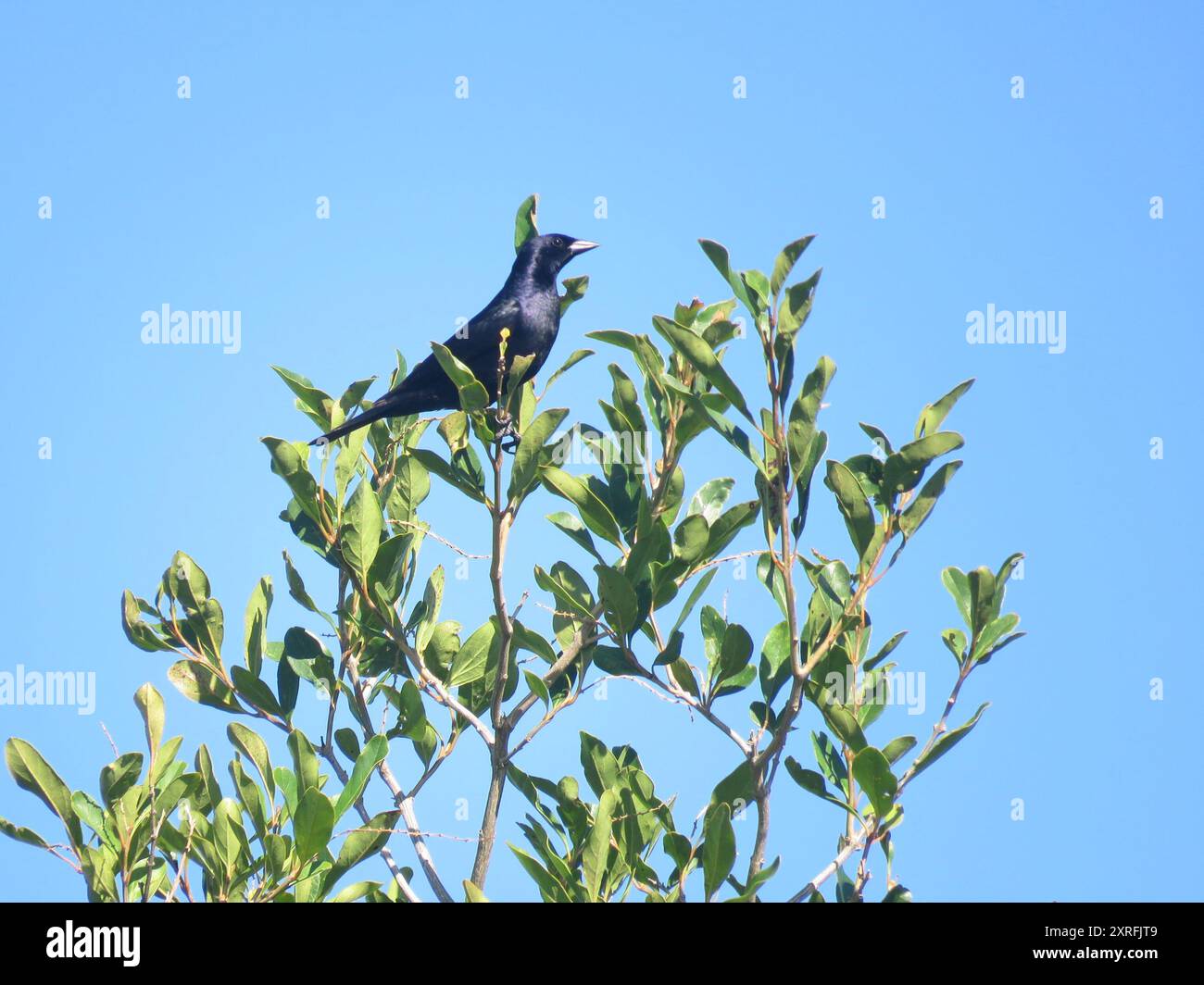Shiny Cowbird (Molothrus bonariensis) Aves Stock Photo - Alamy