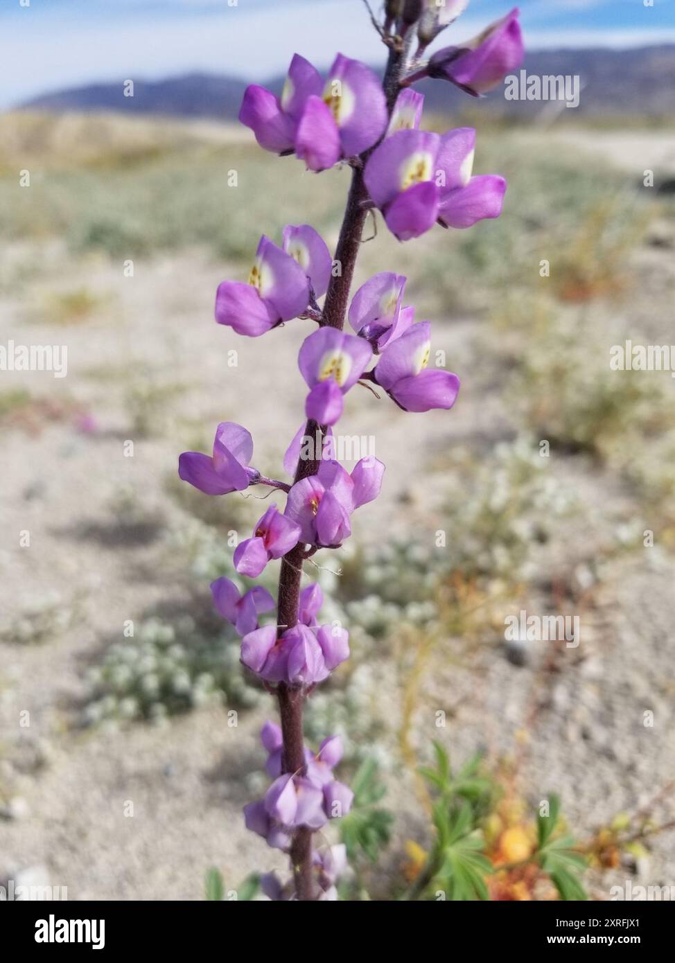 Arizona lupine (Lupinus arizonicus) Plantae Stock Photo - Alamy