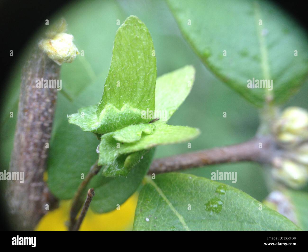 (Janusia guaranitica) Plantae Stock Photo - Alamy