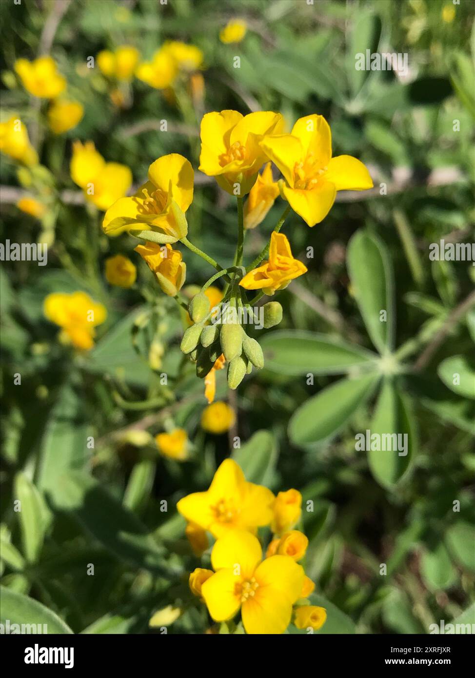 bladderpods (Physaria) Plantae Stock Photo - Alamy