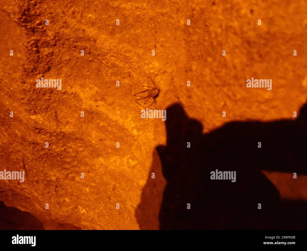 Mammoth Cave Cricket (Hadenoecus subterraneus) Insecta Stock Photo - Alamy