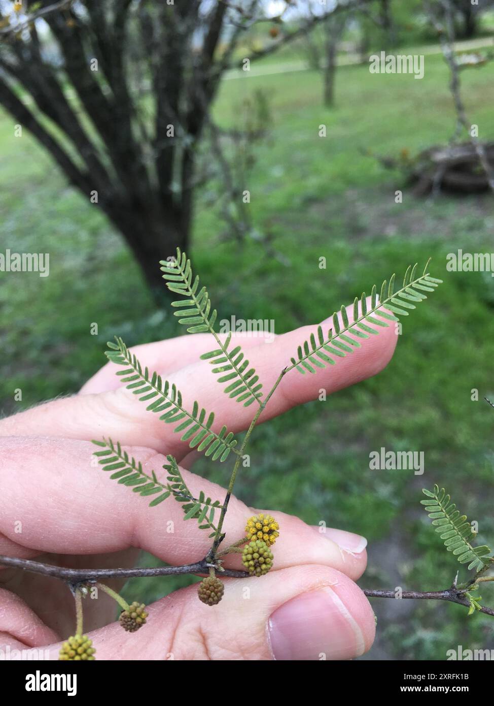 Sweet acacia (Vachellia farnesiana) Plantae Stock Photo - Alamy