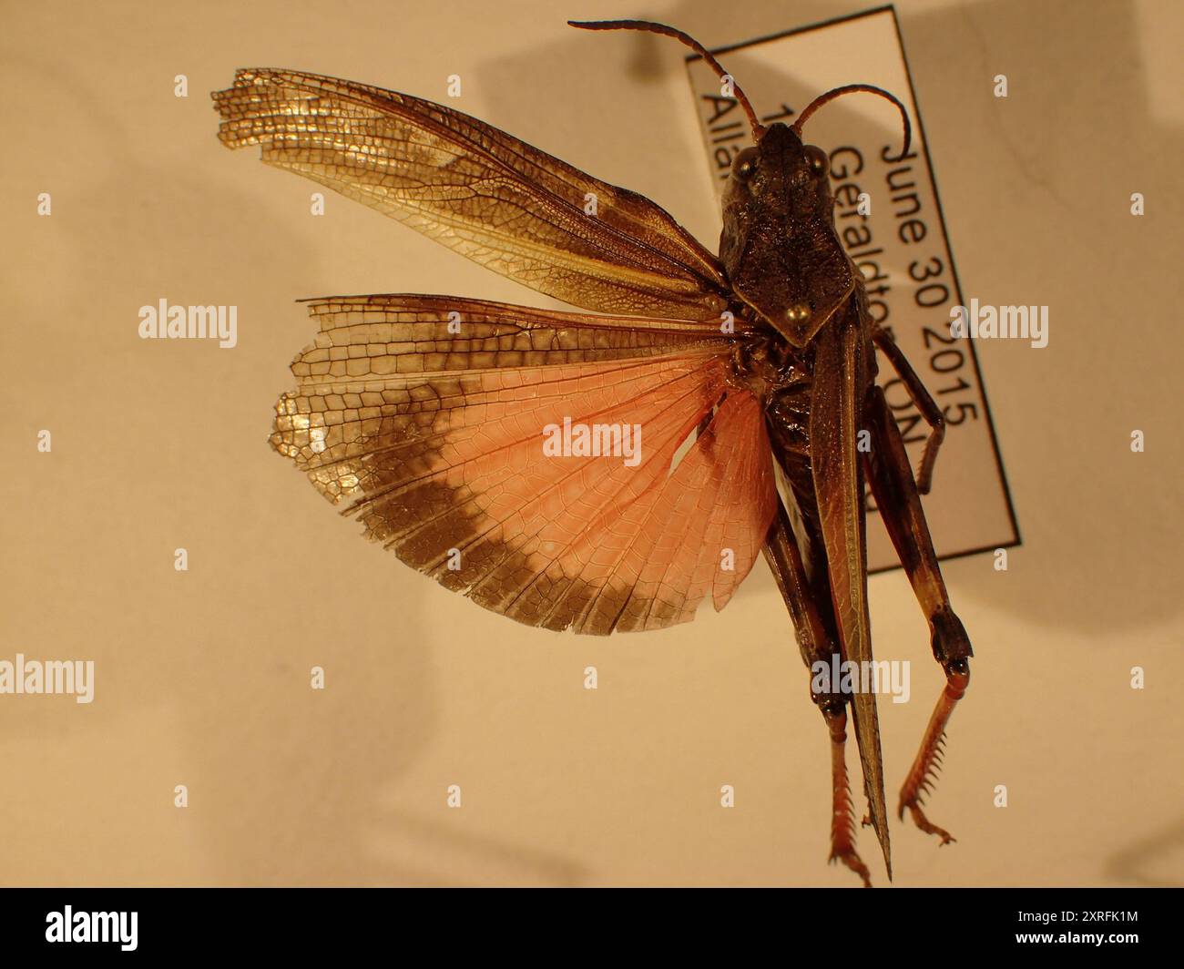 Coral-winged Grasshopper (Pardalophora apiculata) Insecta Stock Photo ...
