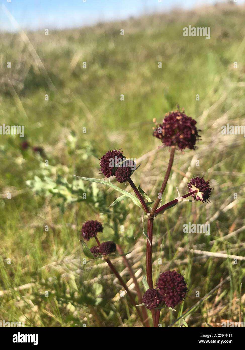 Purple Sanicle (Sanicula bipinnatifida) Plantae Stock Photo - Alamy